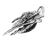 Moray - Wing Commander Encyclopedia